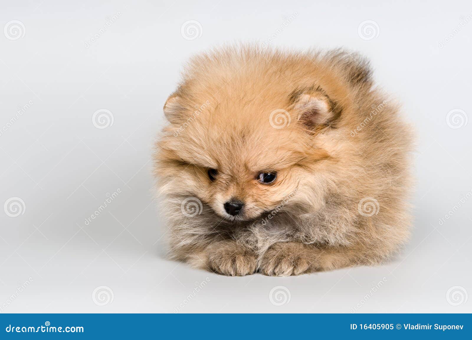 Puppy of the Spitz-dog in Studio Stock Image - Image of purebred, love ...