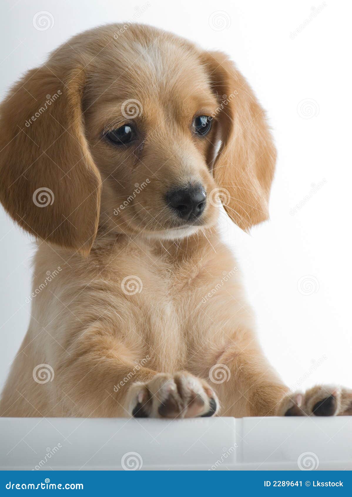 Puppy standing stock image. Image of puppy, cute, adorable - 2289641