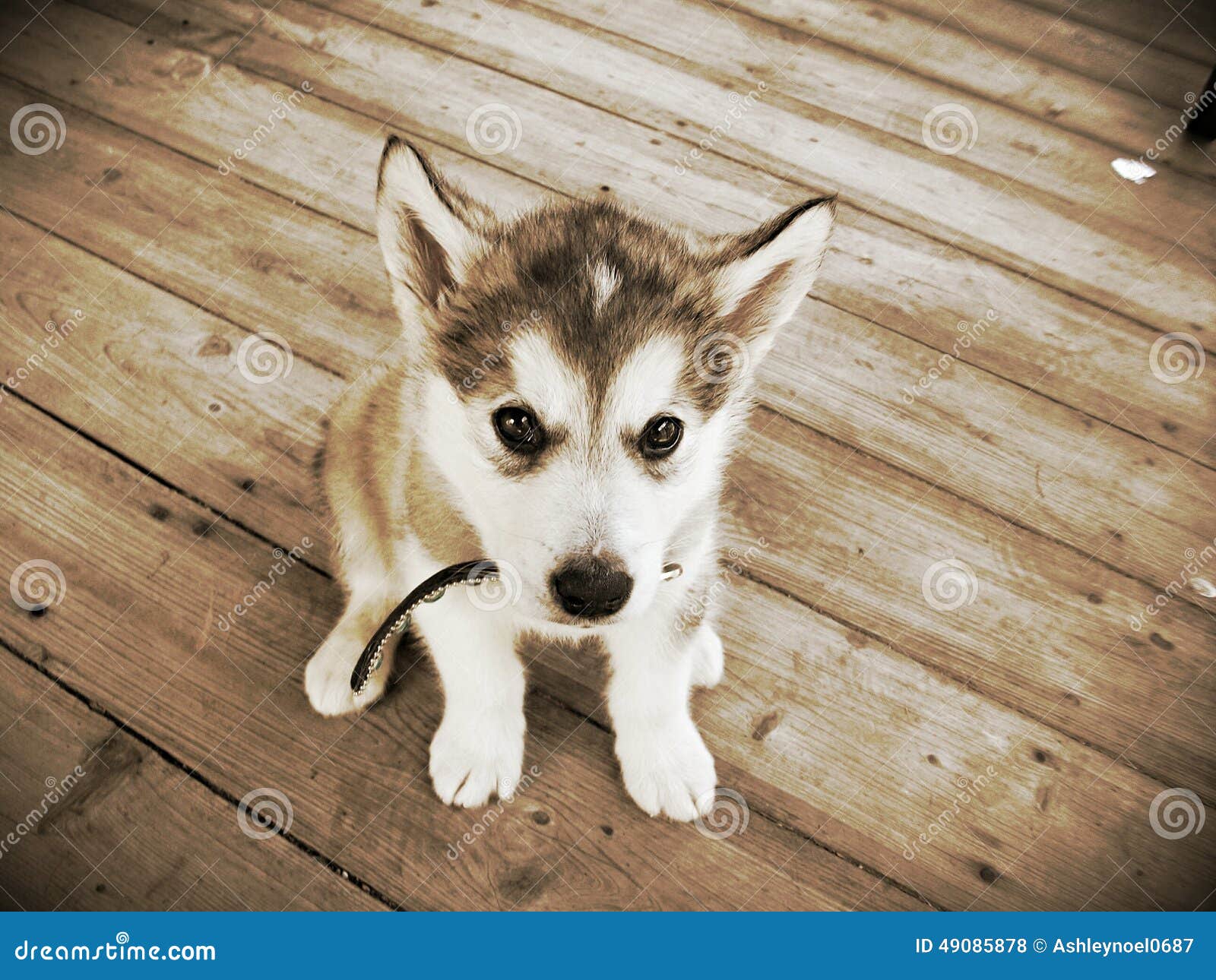 The Puppy Stare stock photo. Image of girls, stare, puppy - 49085878