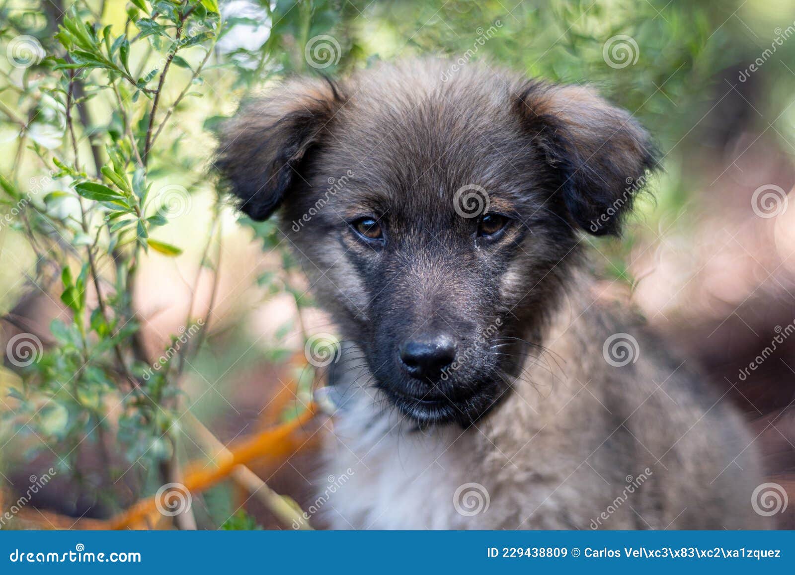 Puppy Staring at the Camera Stock Image - Image of animal, nature ...