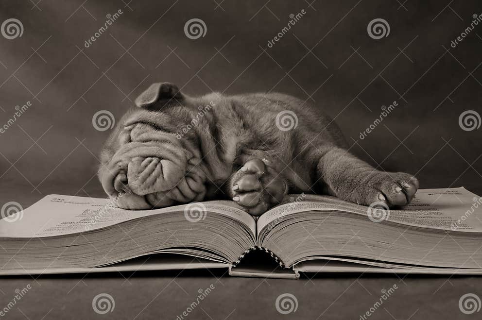 Puppy Studying in the Morning Stock Photo - Image of open, library ...