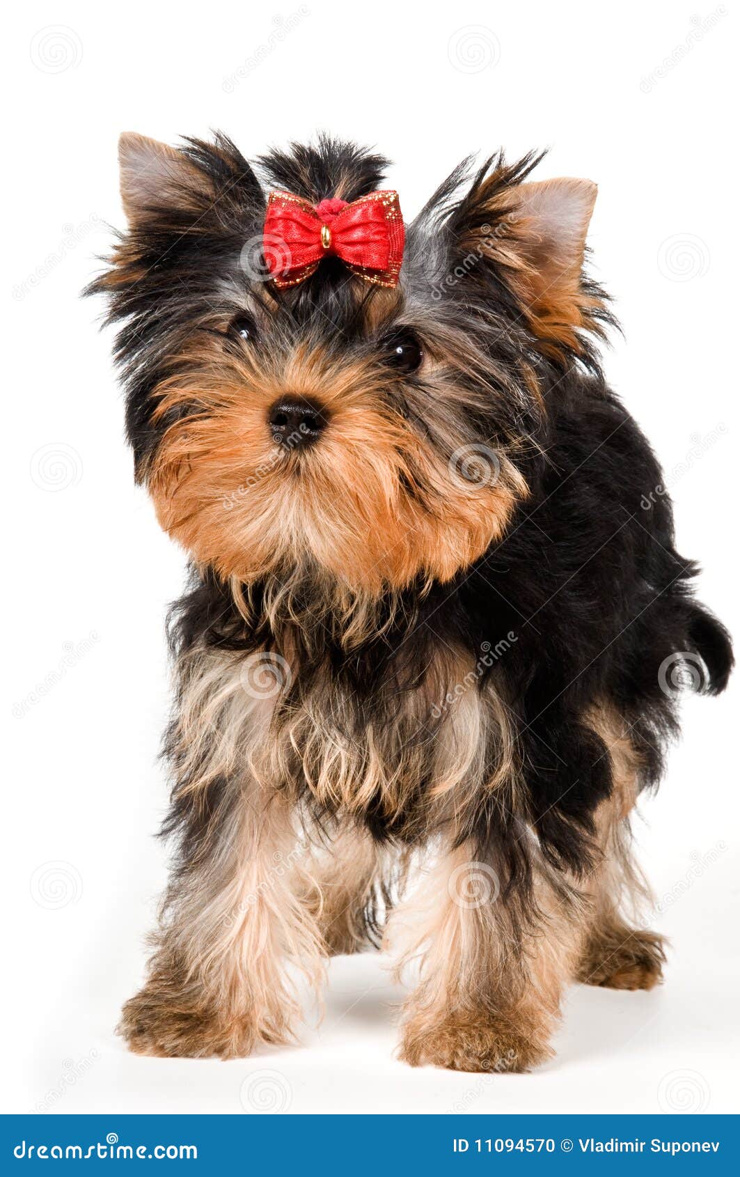Puppy of the terrier stock photo. Image of small, terrior - 11094570