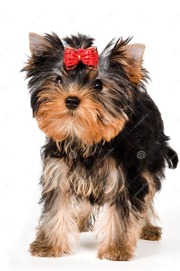 Puppy of the terrier stock photo. Image of small, terrior - 11094570