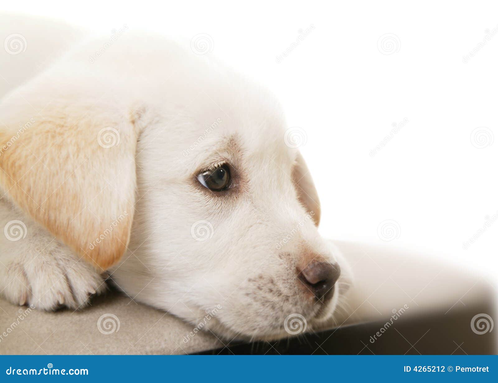 Puppy Thinking 2 stock photo. Image of shepherd, animal - 4265212