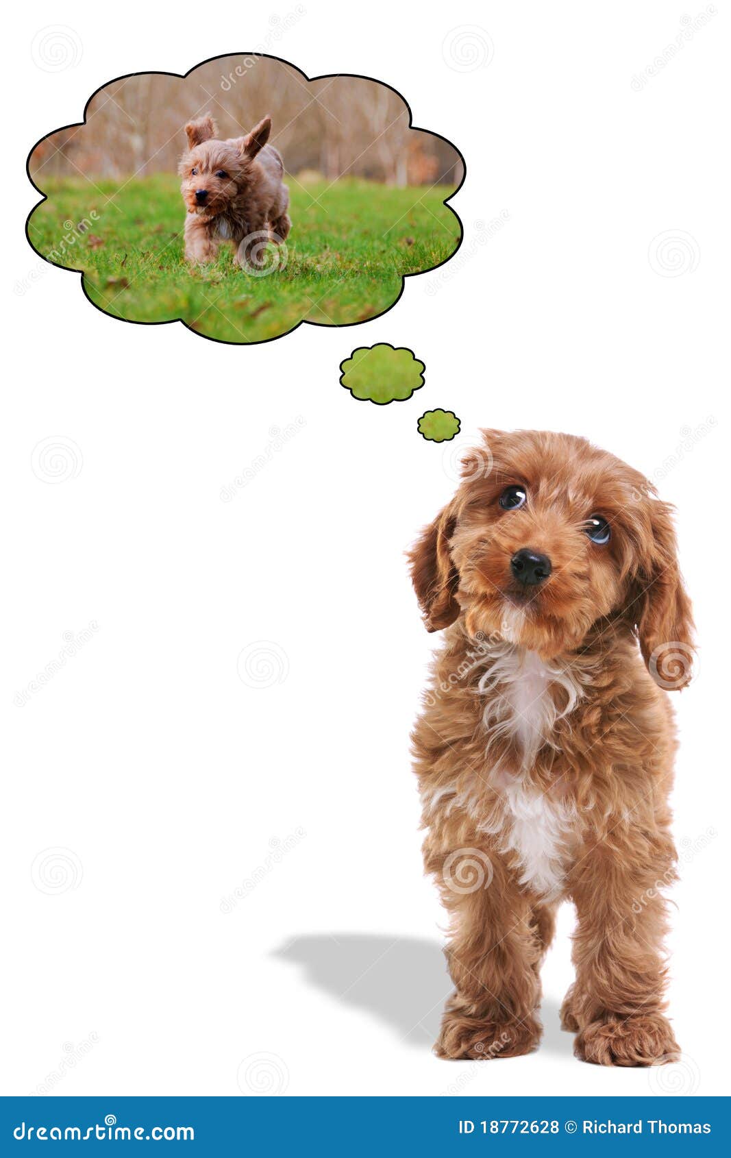 Puppy Cockapoo Isolated On White Royalty-Free Stock Photo ...