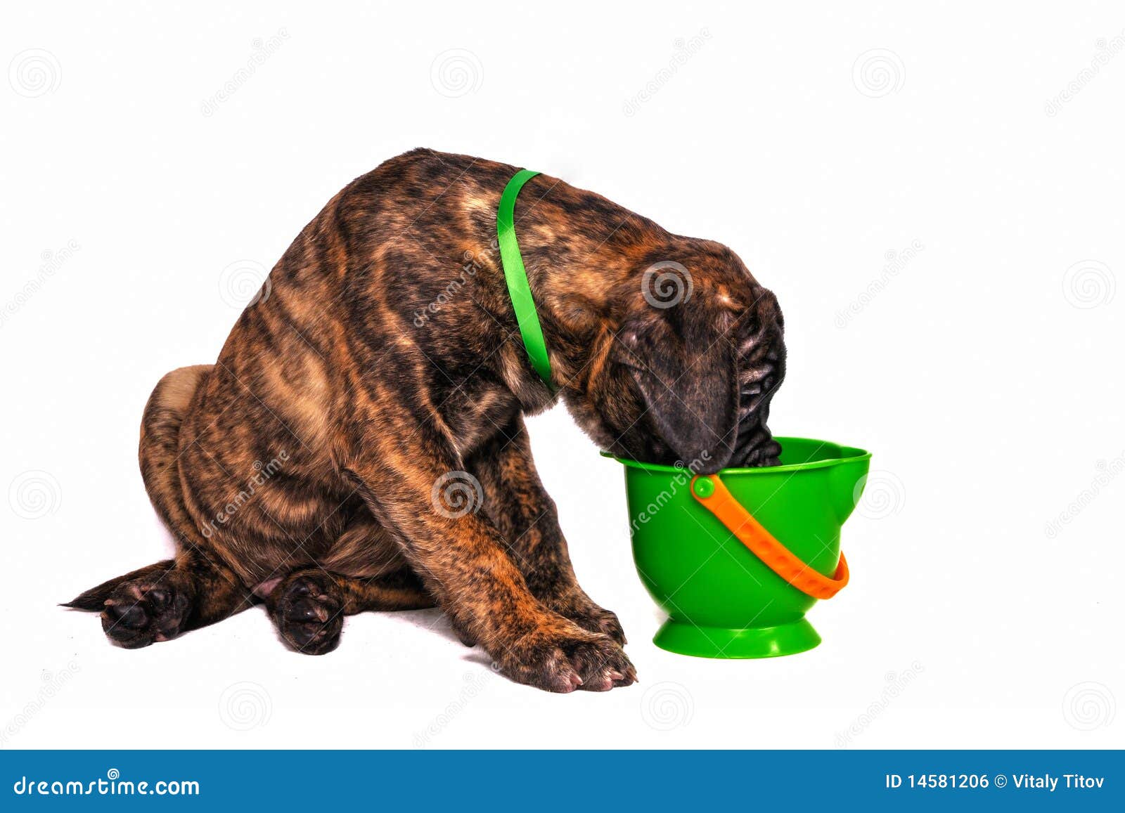 Puppy and a Toy Bucket stock photo. Image of domestic - 14581206