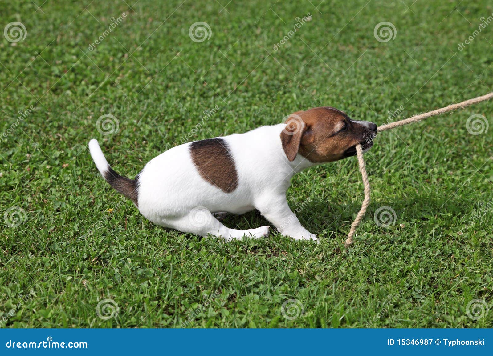 Puppy tugging on a rope stock image. Image of small, breed - 15346987