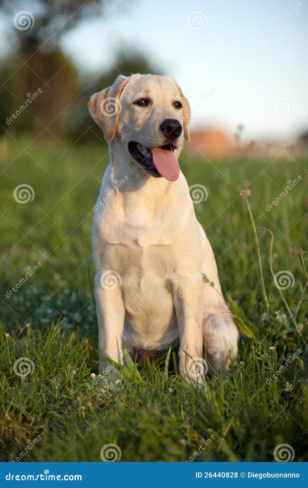 Puppy van Wit Labrador stock foto. Image of terugwinnen - 26440828