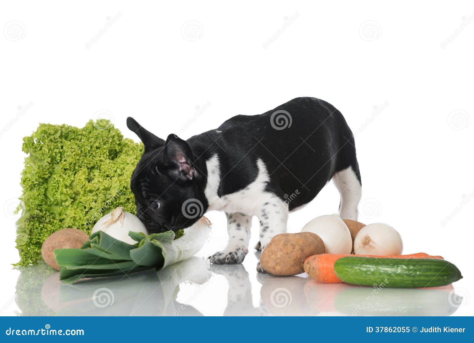 Puppy with vegetables stock image. Image of isolated - 37862055