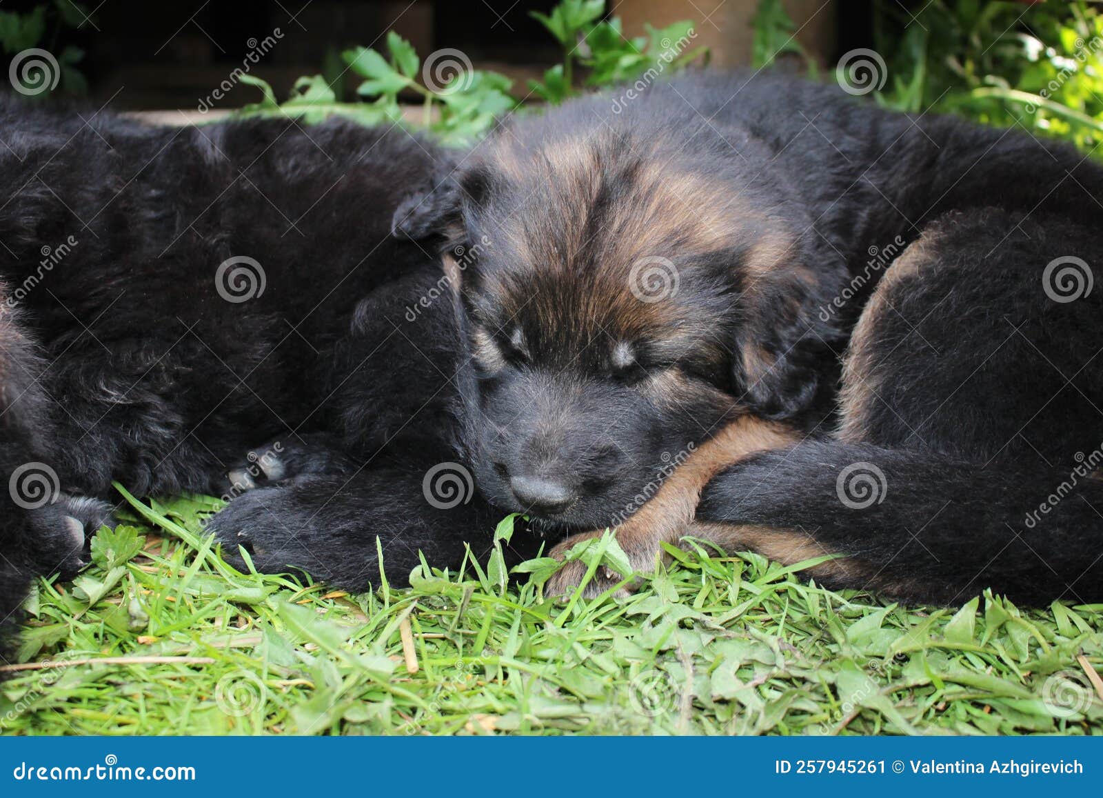 Puppy stock image. Image of kiddy, mammal, pretty, beautiful - 257945261