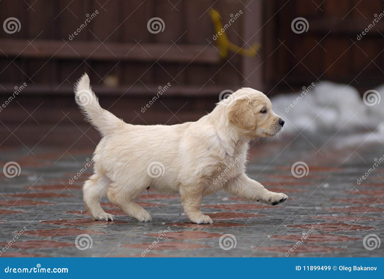 Puppy during the walk stock image. Image of adventure - 11899499