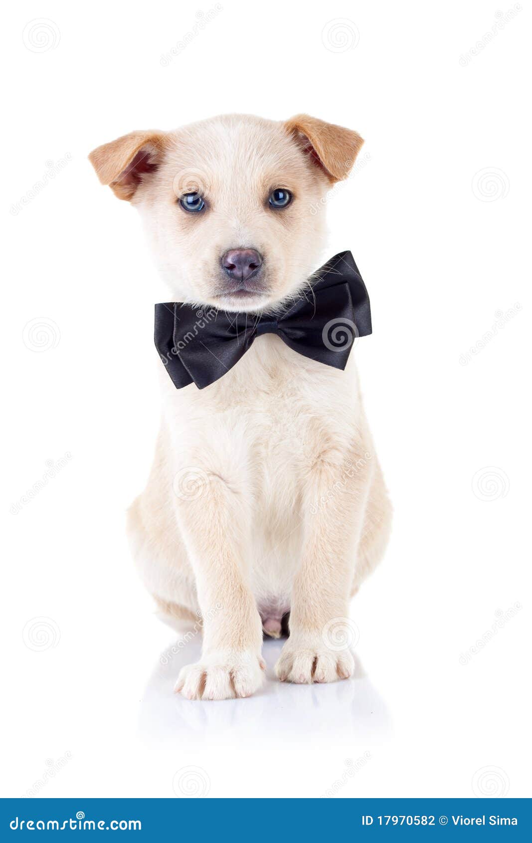 Puppy Wearing a Ribbon at it S Neck Stock Photo - Image of baby, neck ...