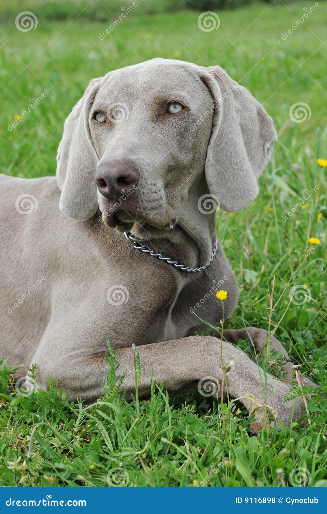 Puppy weimaraner dog stock photo. Image of weimaraner - 9116898