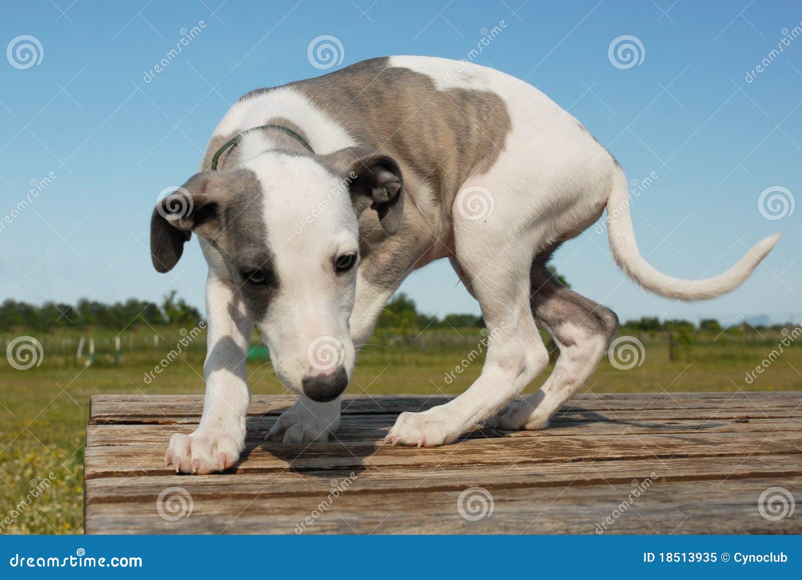 Puppy whippet stock image. Image of nature, animal, canine - 18513935