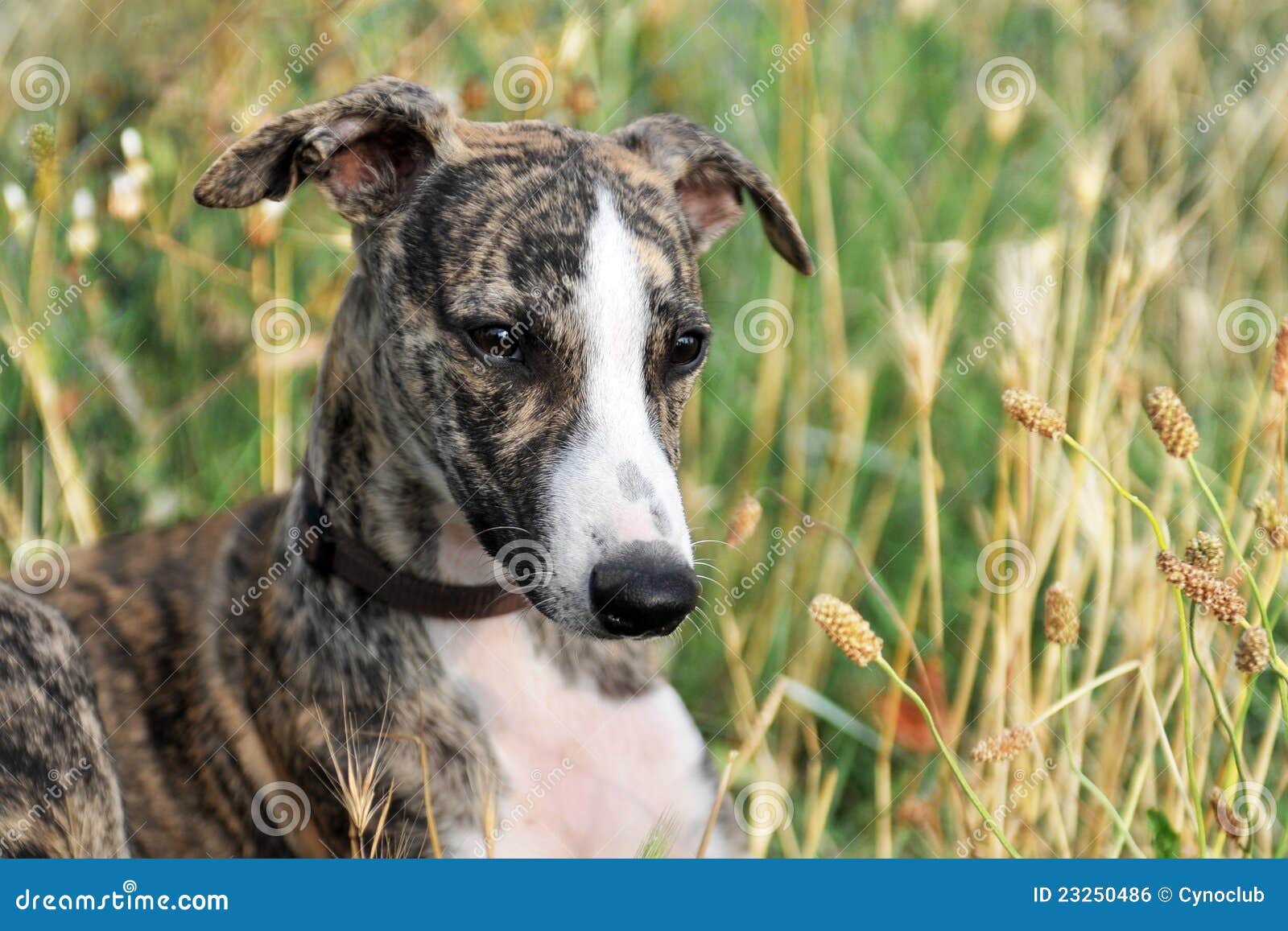 Puppy whippet stock photo. Image of portrait, animal - 23250486