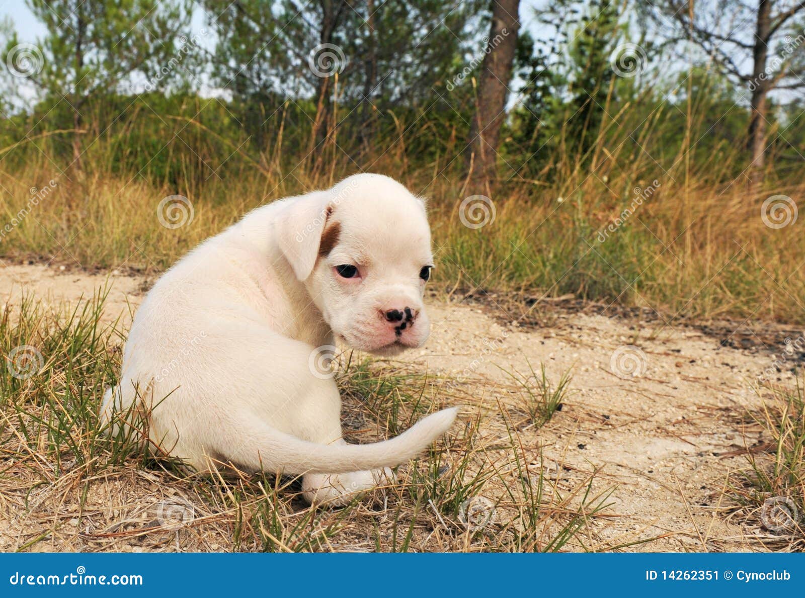 Puppy white bower stock image. Image of back, argentino - 14262351