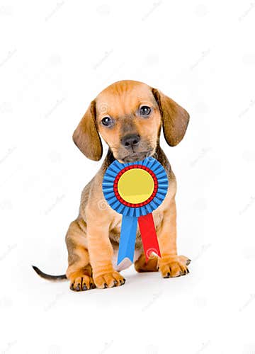 Puppy Winner stock image. Image of blond, little, champion - 4747229