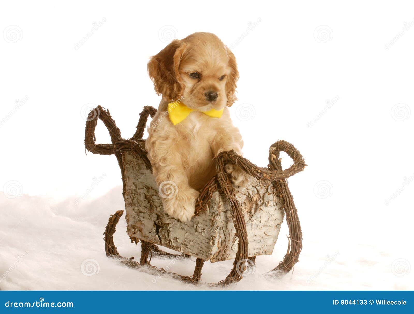 Puppy in a winter sleigh stock image. Image of small, cute - 8044133