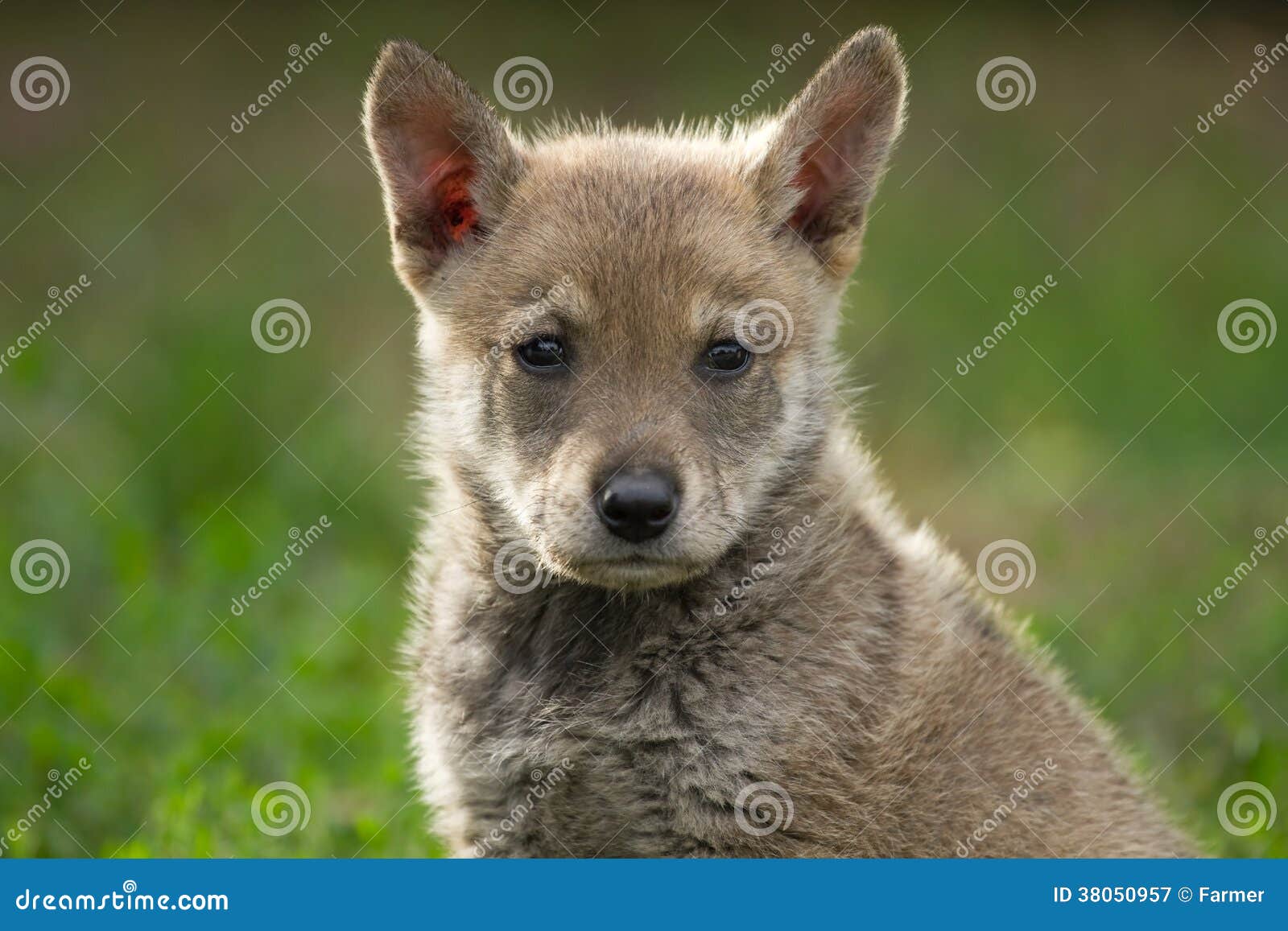 Puppy wolf stock image. Image of young, canine, grey - 38050957