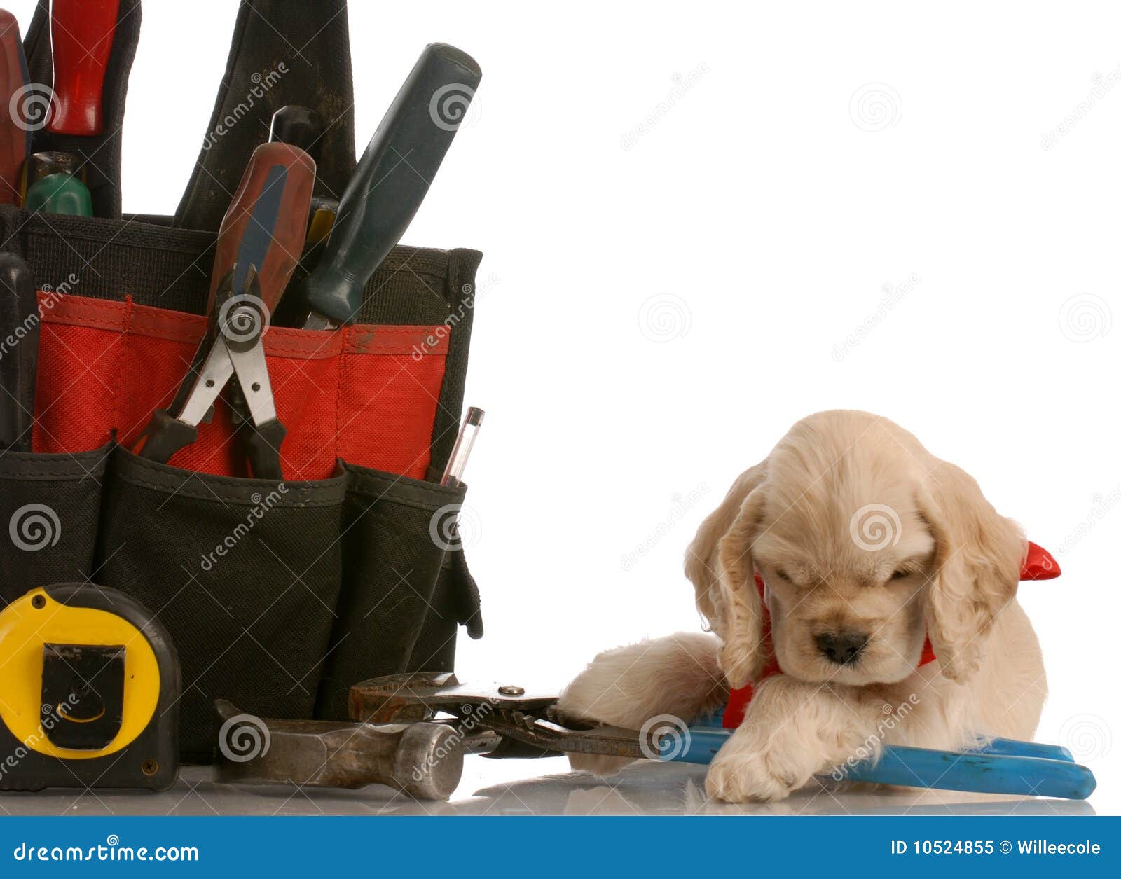 Puppy with work tools stock image. Image of reflection - 10524855