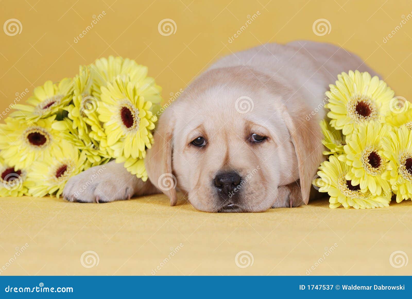 Puppy with yellow flowers stock image. Image of floral - 1747537