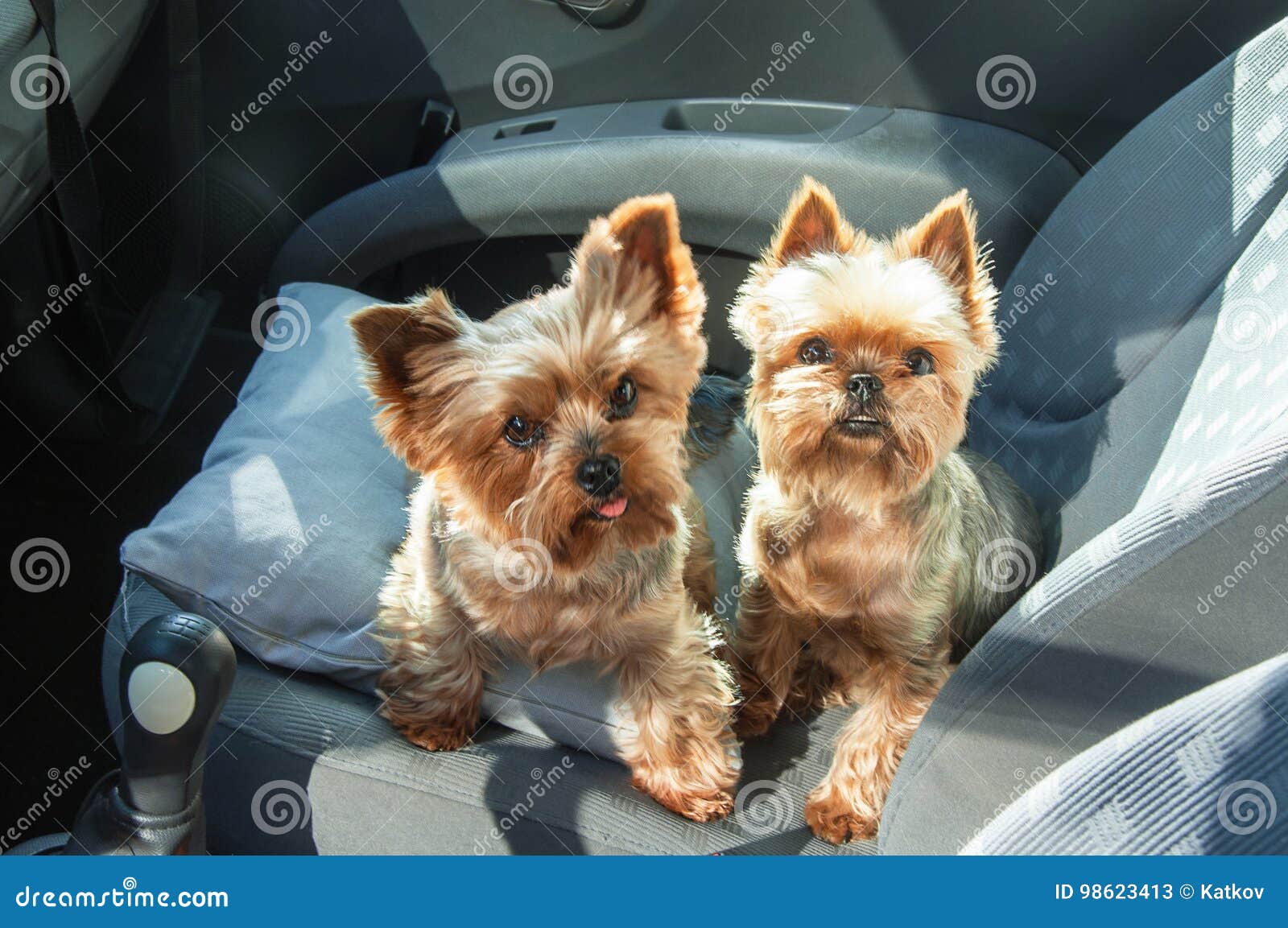 Puppy Yorkshire Terriers in the Car Stock Image - Image of open ...