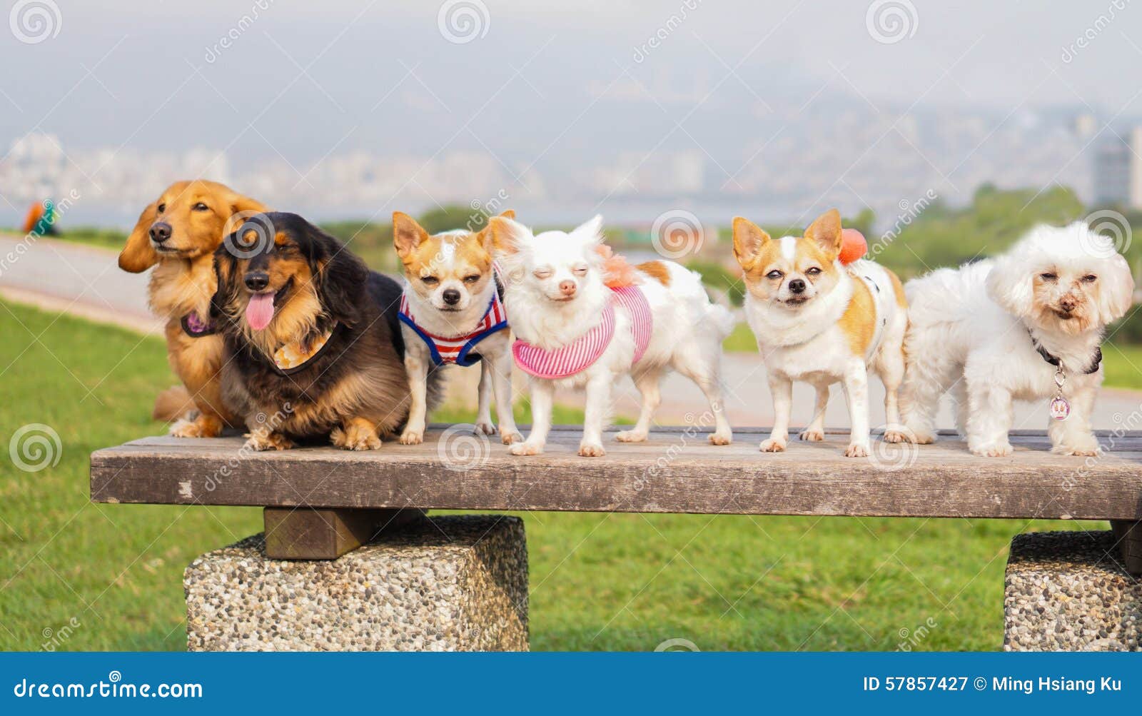 Puppys row in a row stock image. Image of located, bronze - 57857427