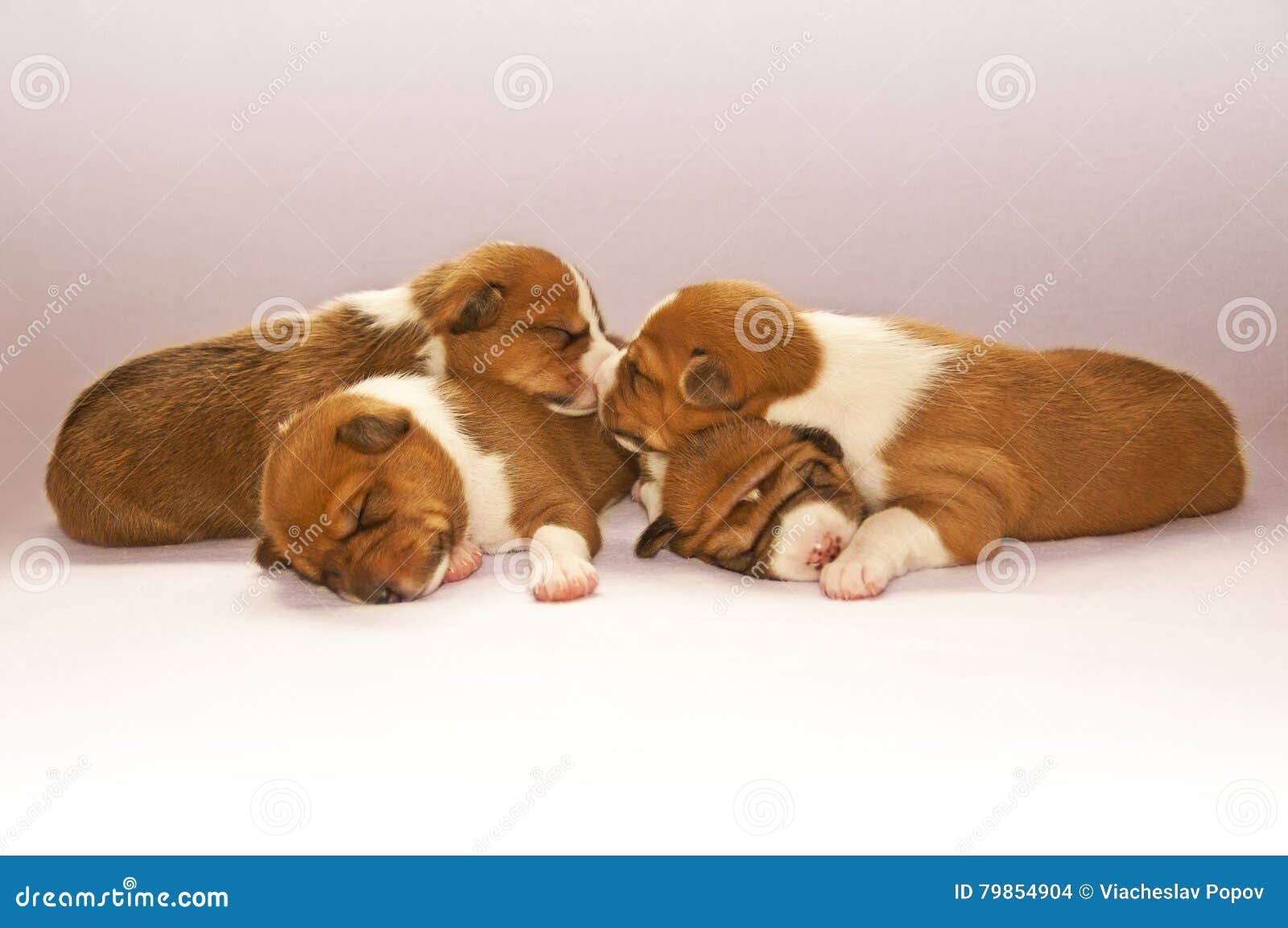 Puppys sleeping on the bed stock photo. Image of domestic - 79854904