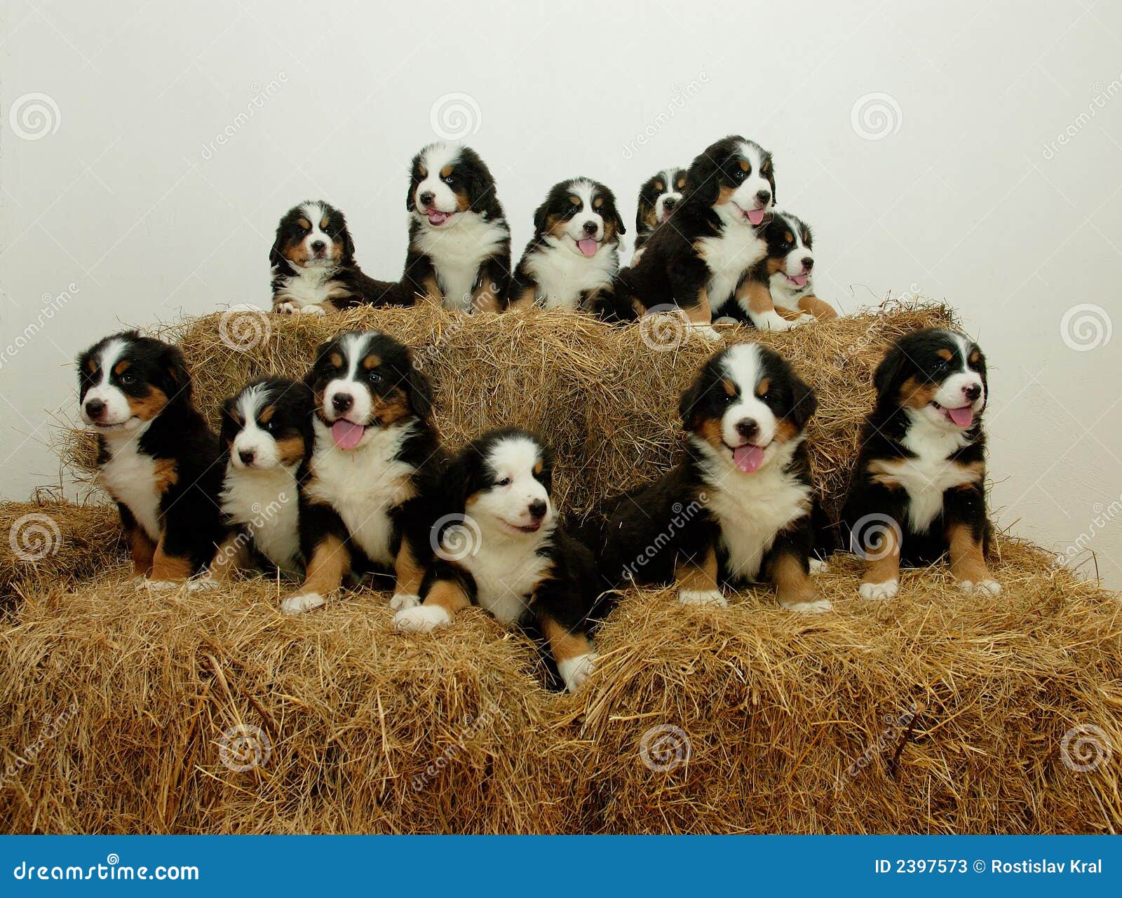 Pups Picture. Image: 2397573