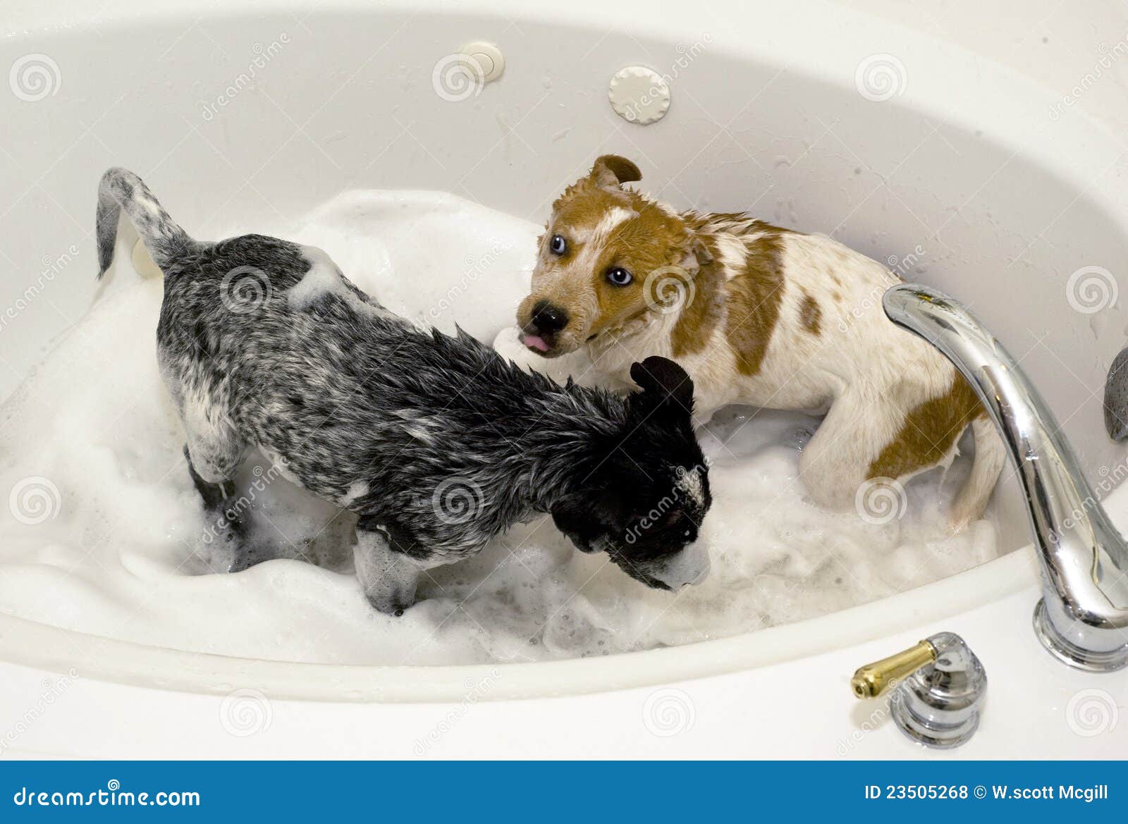 Pups Taking a bath. stock photo. Image of pair, hound - 23505268