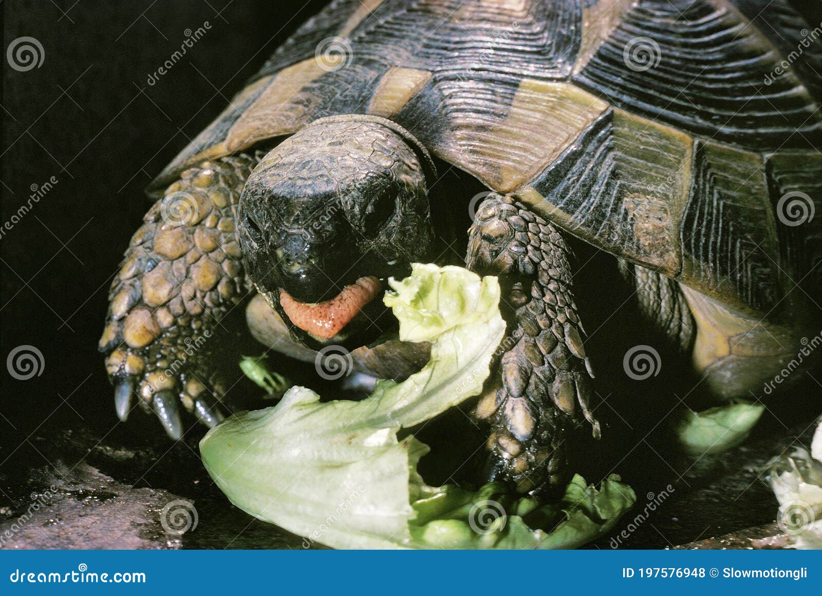 Pur-Thighed Tortoise, Testudo Graeca, Eating Salad Stock Photo - Image ...