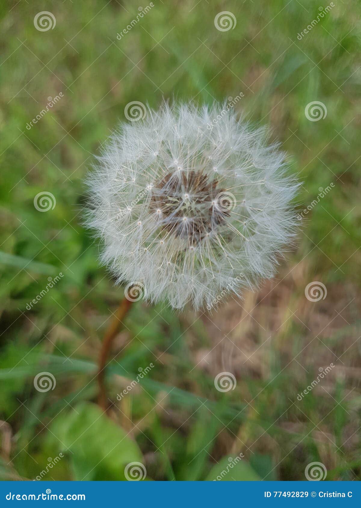 Pure stock image. Image of enjoy, nature, green, pure - 77492829