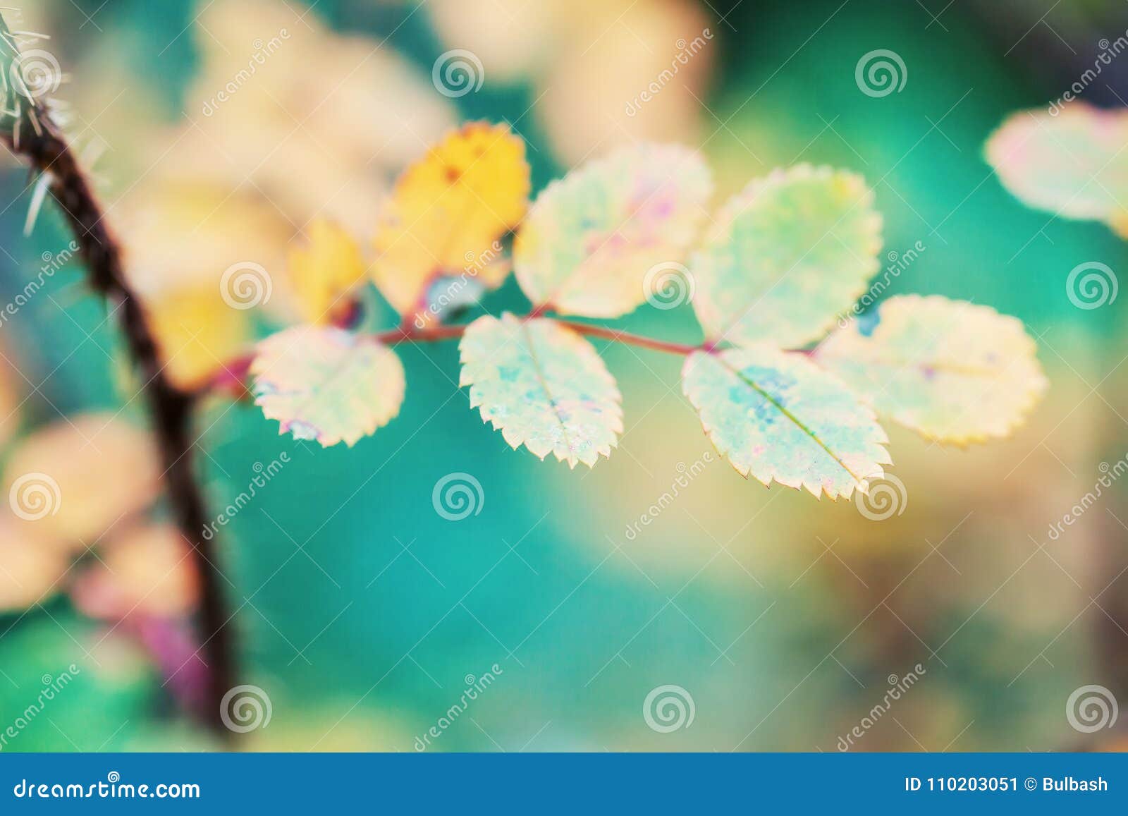 Pure autumn nature stock image. Image of color, branch - 110203051
