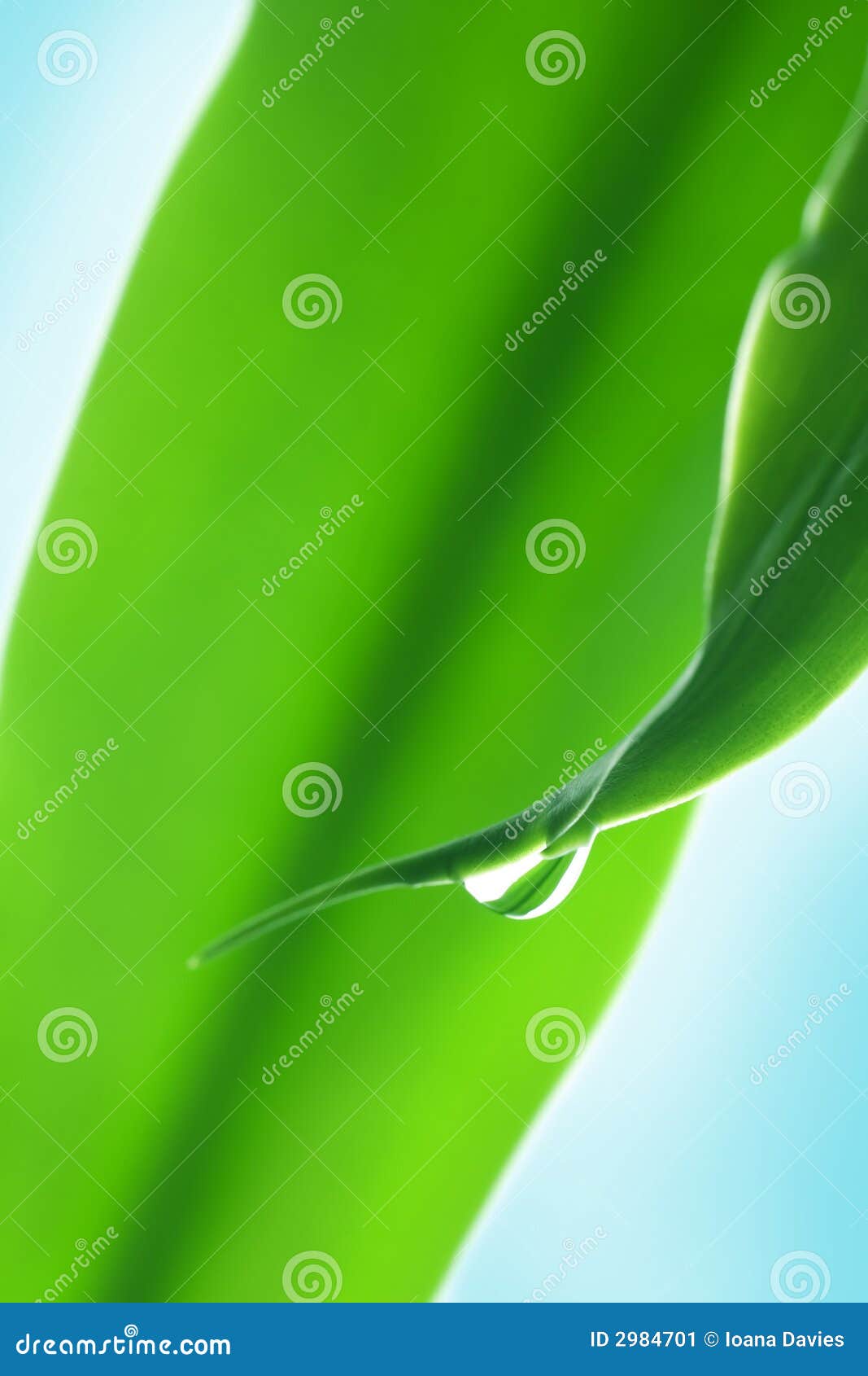 Pure beauty stock image. Image of droplet, freshness, green - 2984701
