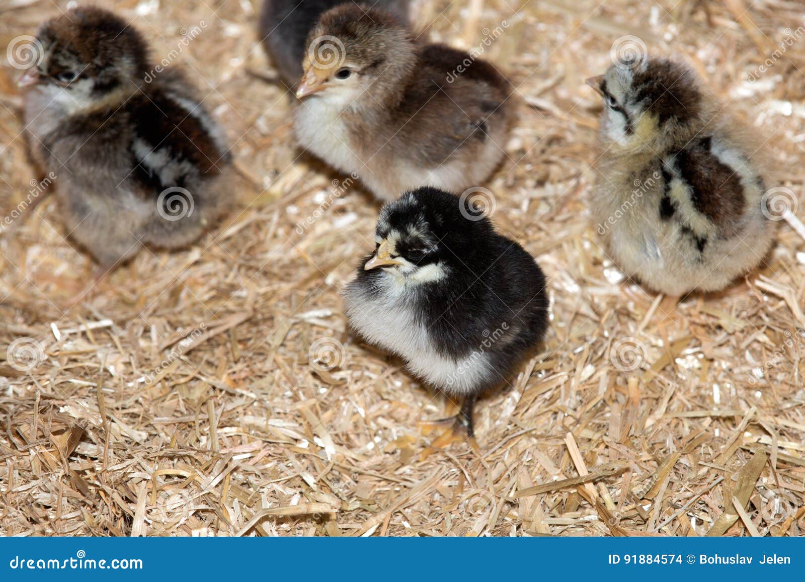 Pure Breed Baby Chick after Successful Hatching Stock Photo - Image of ...