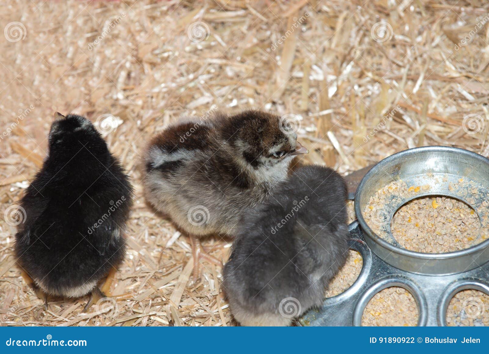 Pure Breed Baby Chick after Successful Hatching Stock Photo - Image of ...