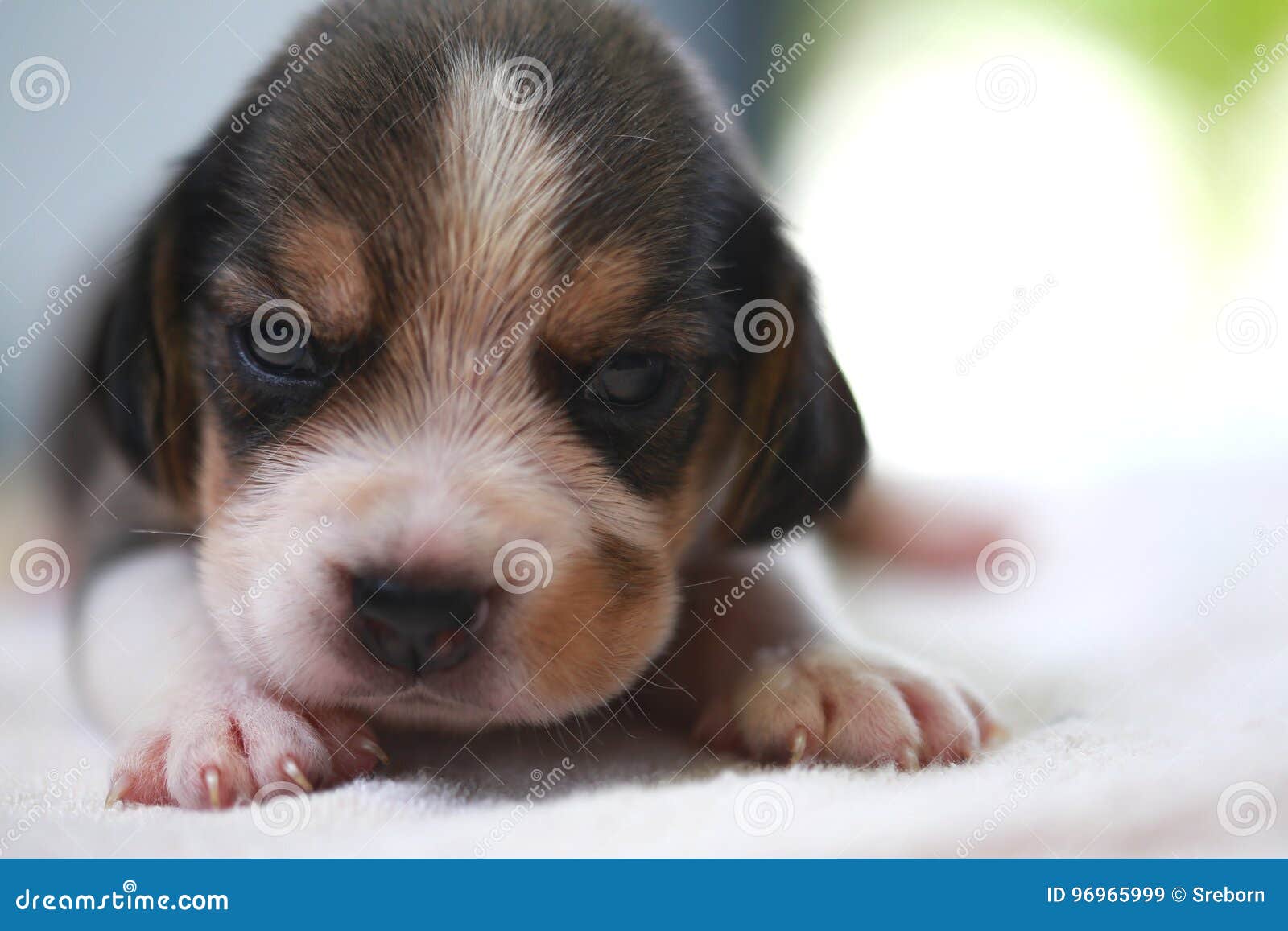 Pure Breed Beagle Puppy is Sleeping and Looking Stock Image - Image of ...