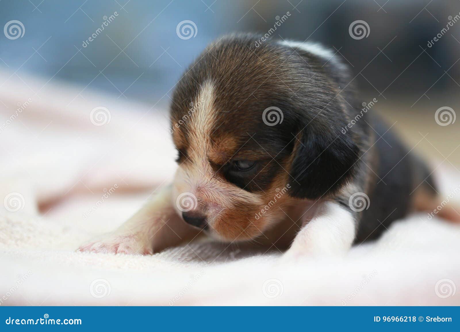 Pure Breed Beagle Puppy is Sleeping and Looking Stock Photo - Image of ...