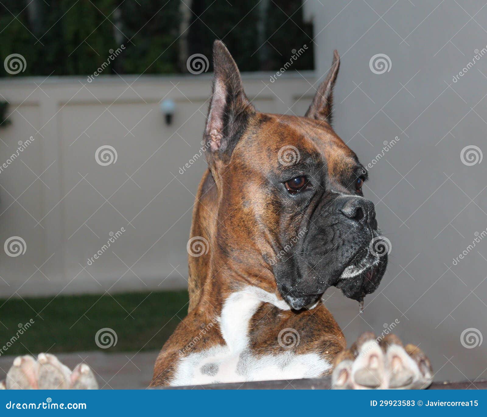 Boxer Dog stock image. Image of boxer, head, pedigree - 29923583