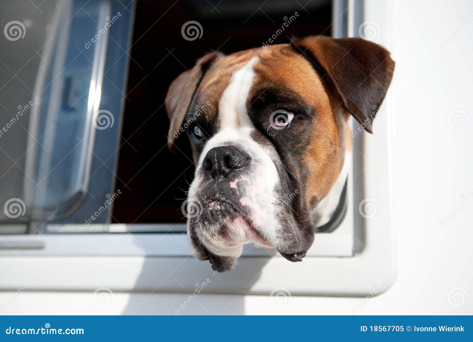 Pure breed bull dog stock image. Image of vacation, bull - 18567705