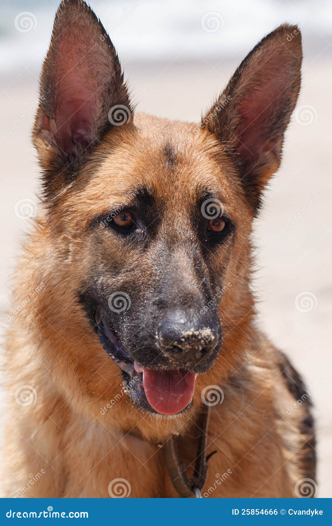 Pure Breed Female German Shepherd Dog Stock Photo - Image of carolina ...
