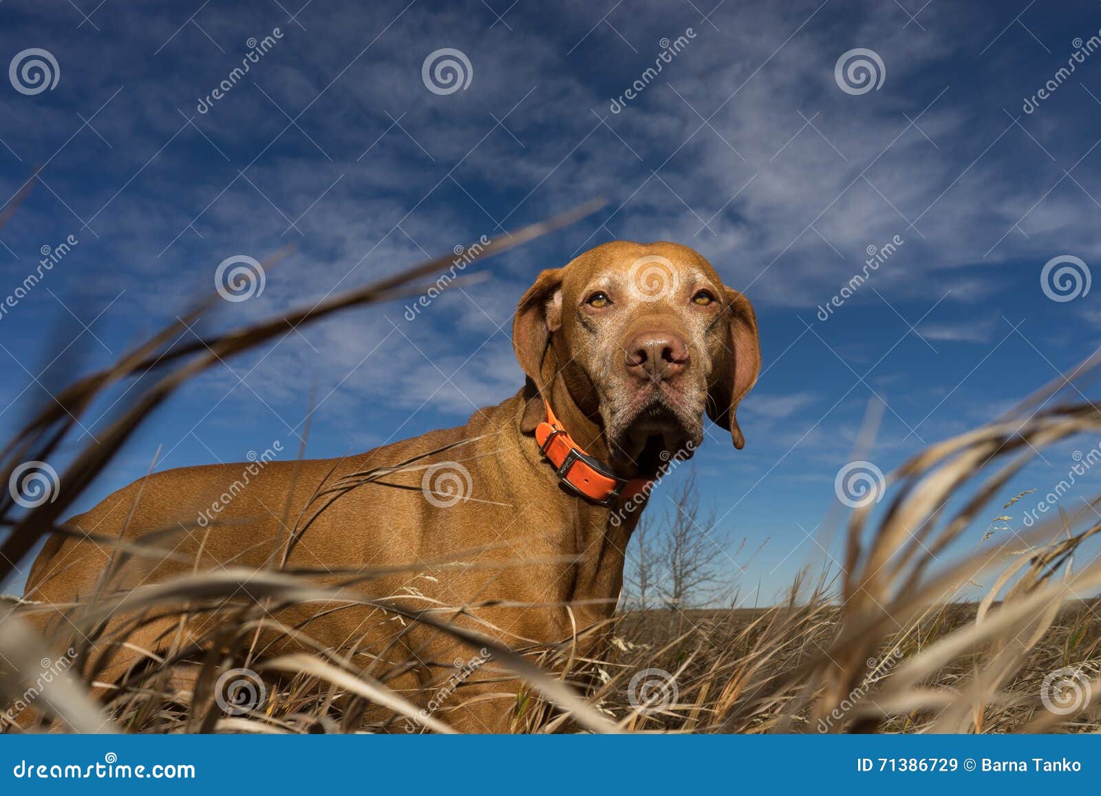 Pure Breed Pointer Seen through Grass Outdoors Stock Image - Image of ...
