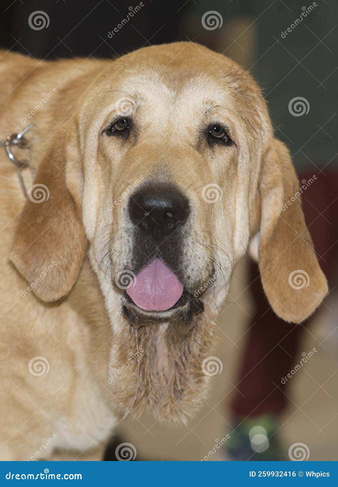 Pure breed spanish mastiff stock photo. Image of animal - 259932416