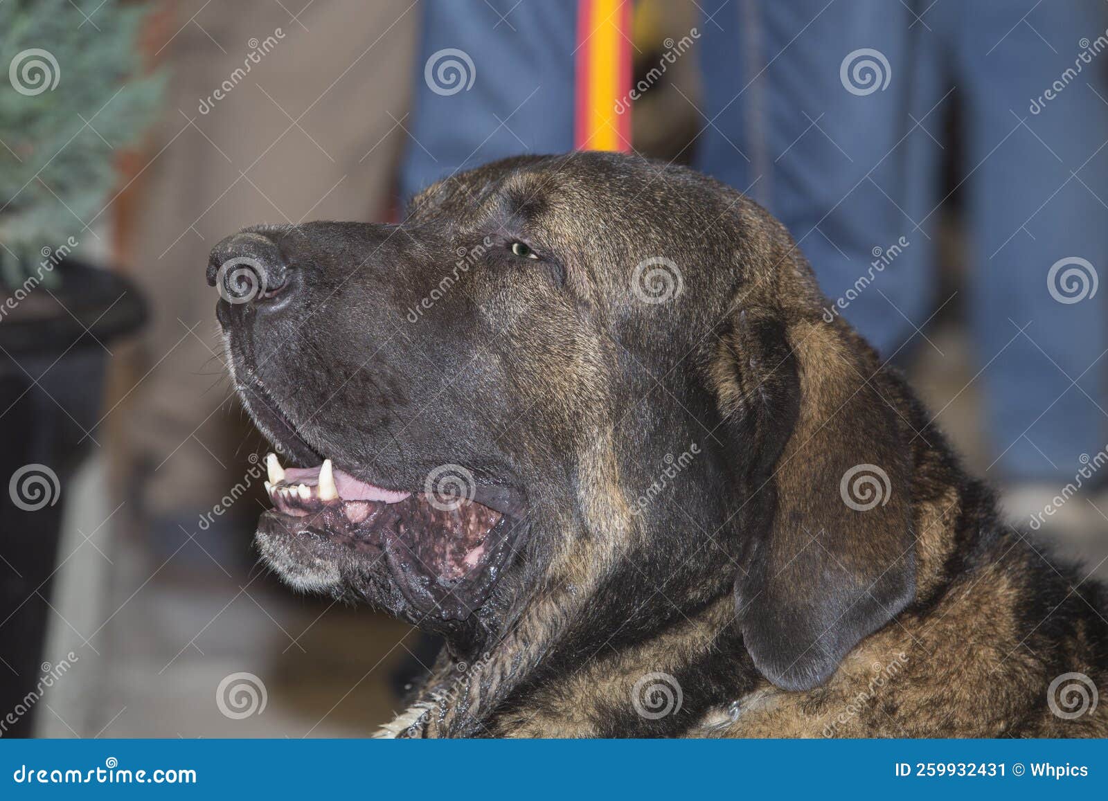 Pure breed spanish mastiff stock image. Image of cute - 259932431