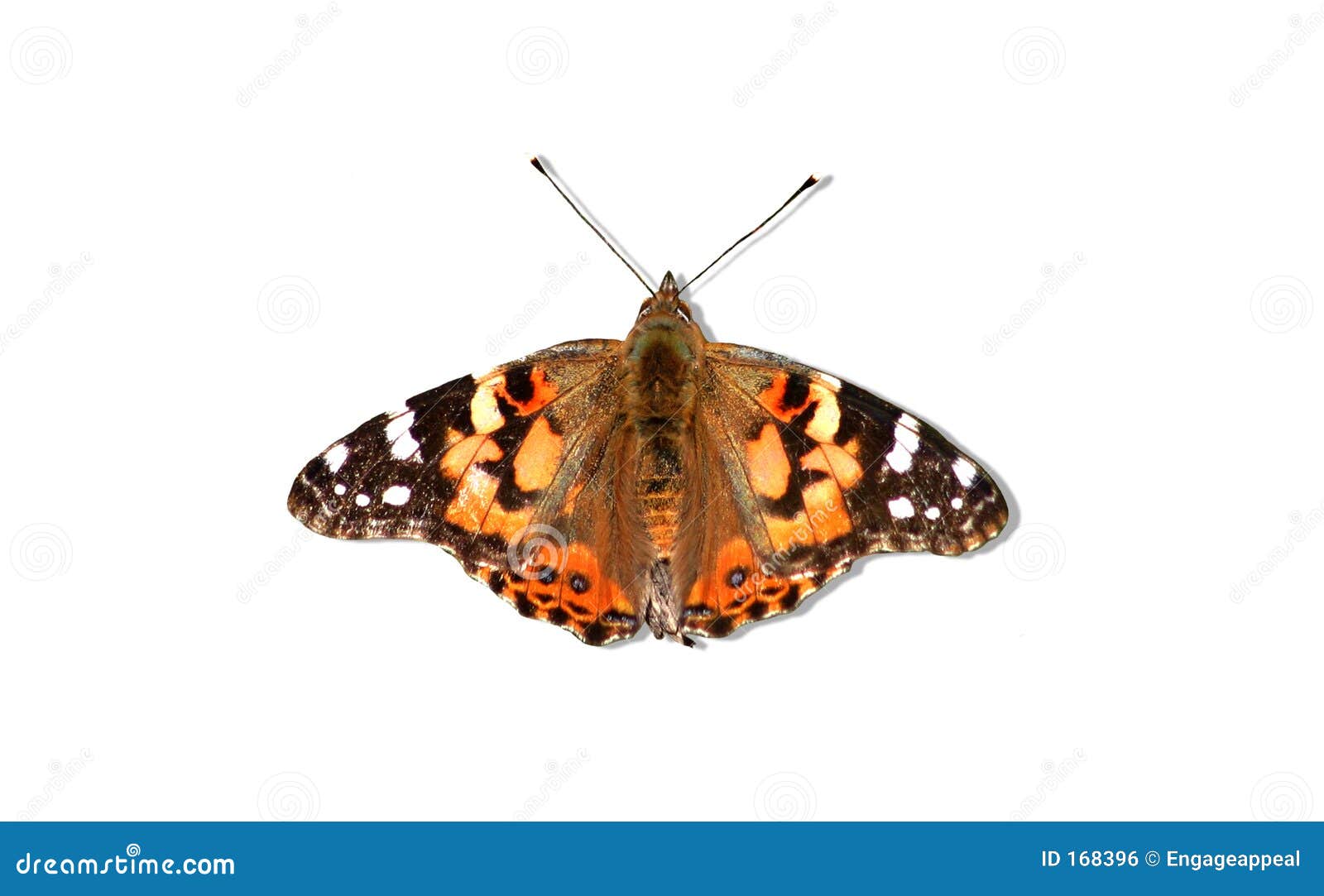 Pure Butterfly stock photo. Image of butterfly, insect - 168396