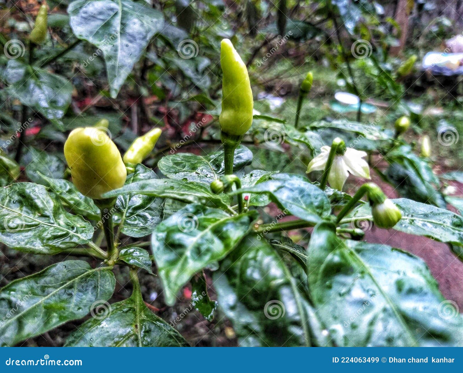 Pure chilli stock image. Image of pure, rains, true - 224063499