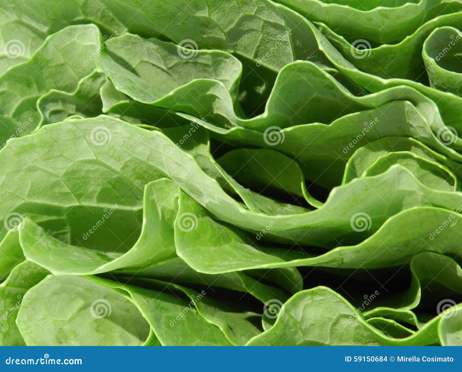 Pure chlorophyll stock photo. Image of loss, nutrition - 59150684