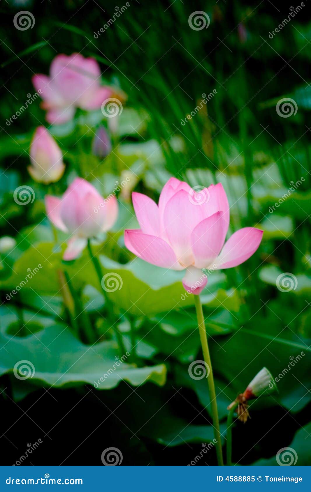 Pure and clean lotus stock image. Image of asian, green - 4588885