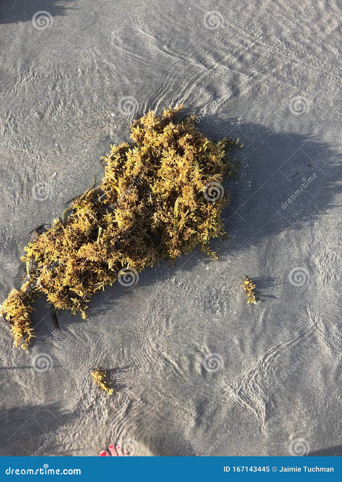 Shallow Water on the Shore of the Beach Stock Image - Image of chill ...