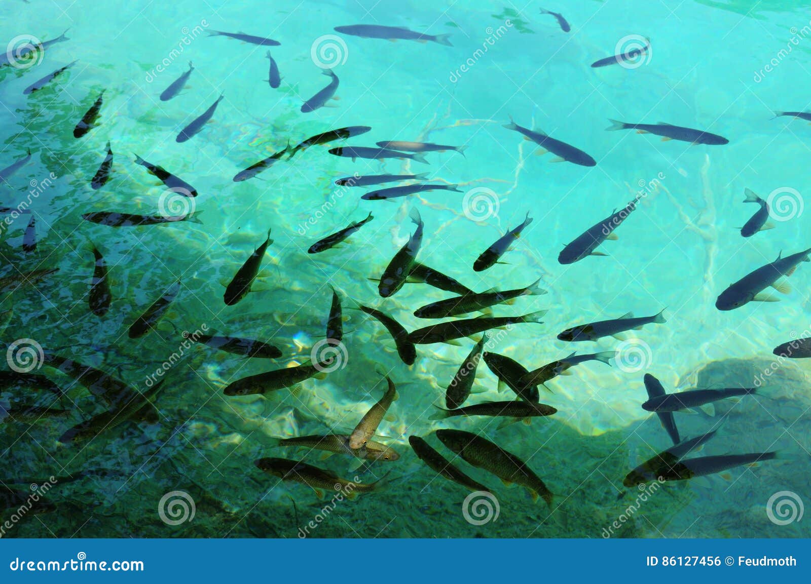Pure Clear Water with Trout Fish Stock Photo - Image of europe, animal ...